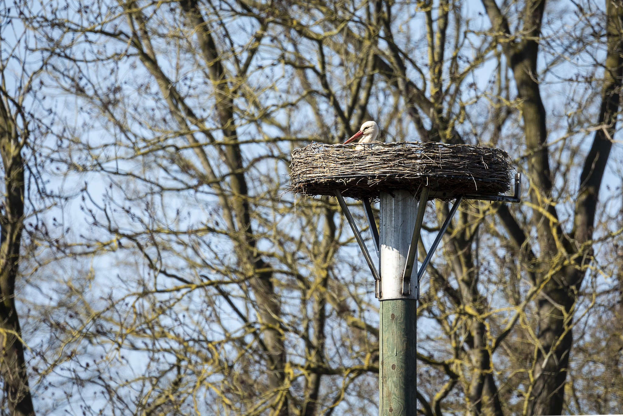Der Storch im Nest by Uwe Koellmann / 500px