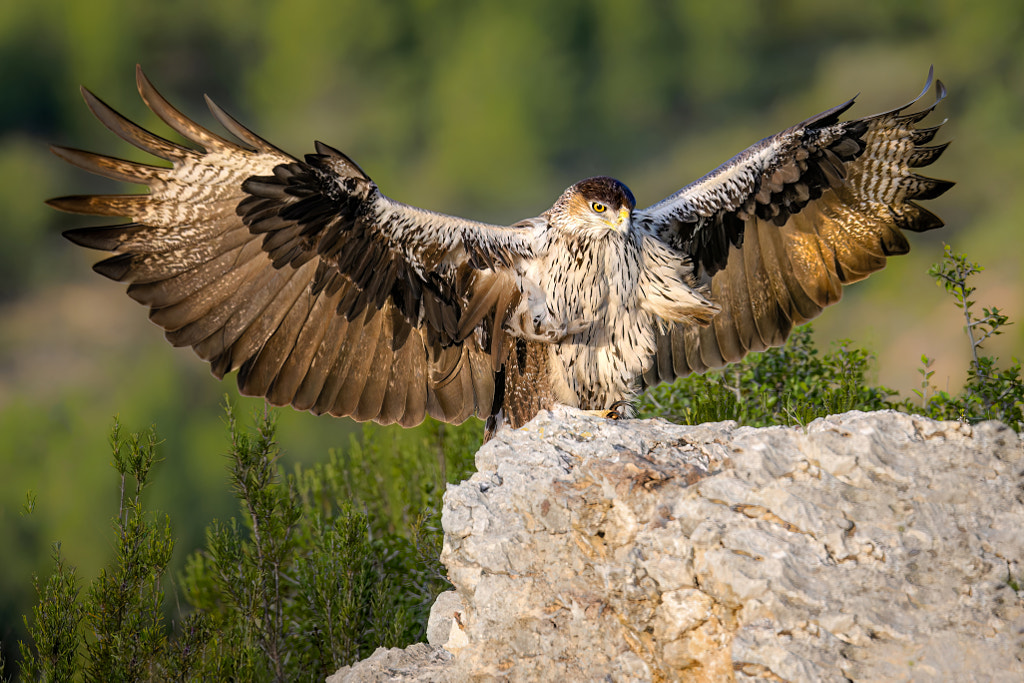 Bonellis Eagle spreads its wings by Ruzhdi Ibrahimi / 500px