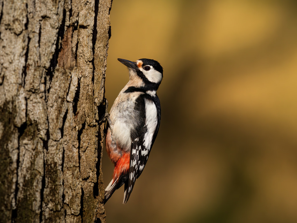 Der Buntspecht by Stephan Gehrlein / 500px