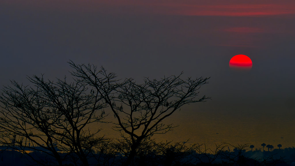 Sun Sea Trees by Josh Cruz / 500px