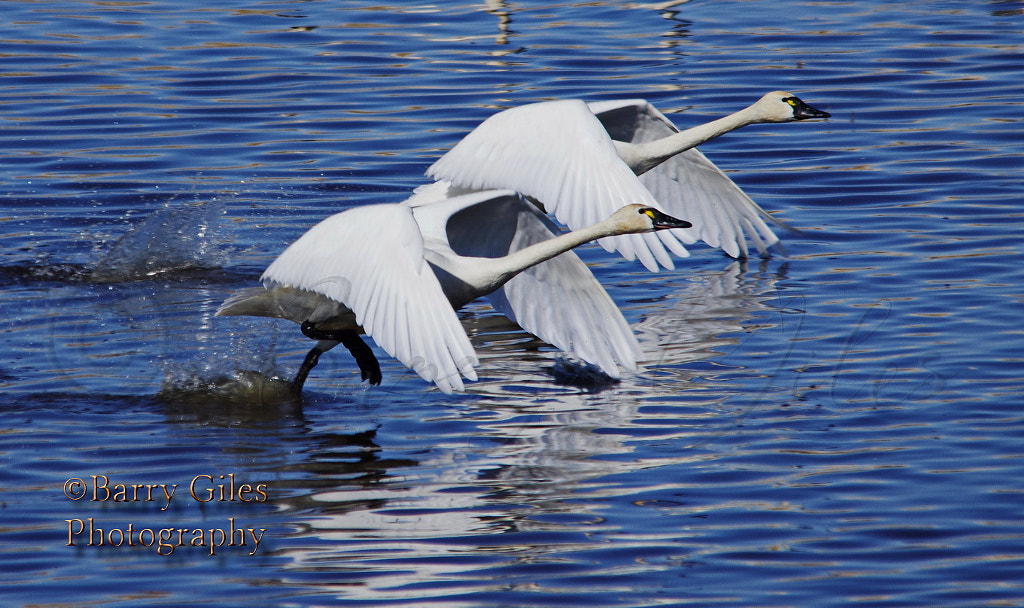 Perfect Unison by Barry Giles / 500px