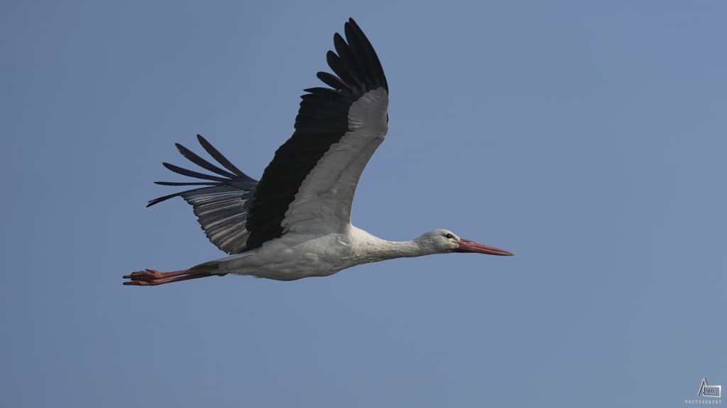 Cicogna 6.0 1 by Gerlando Montante / 500px