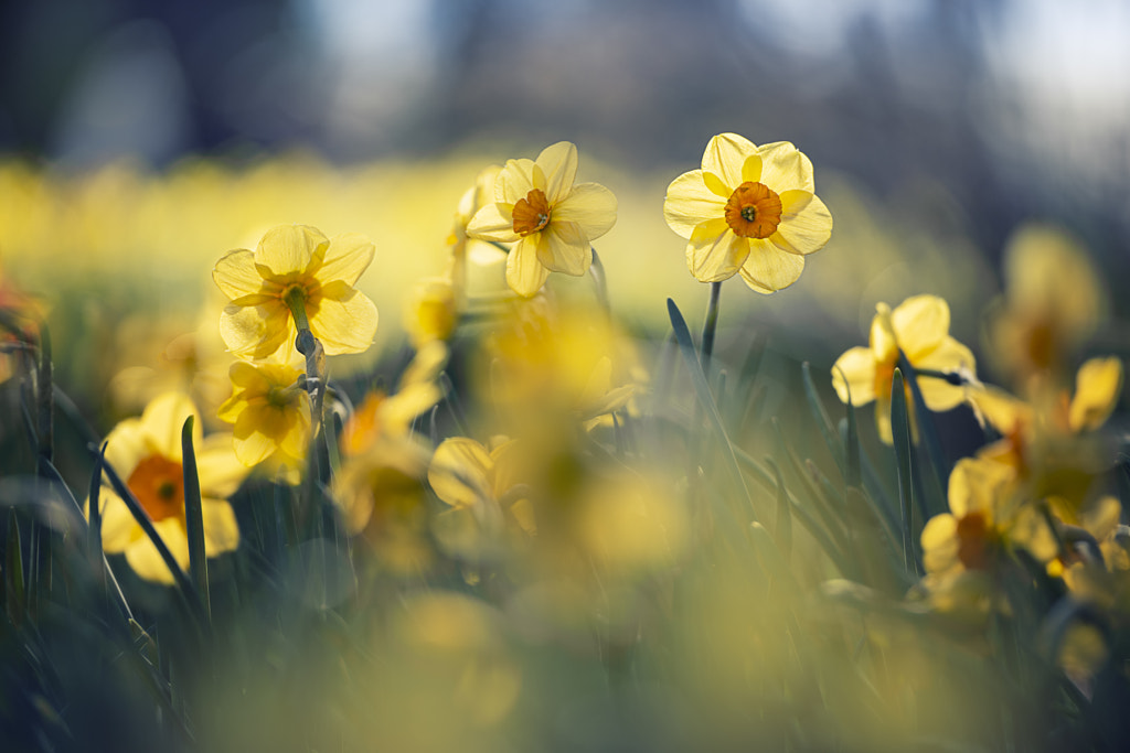 Happy Spring! by Stephanie Shen / 500px