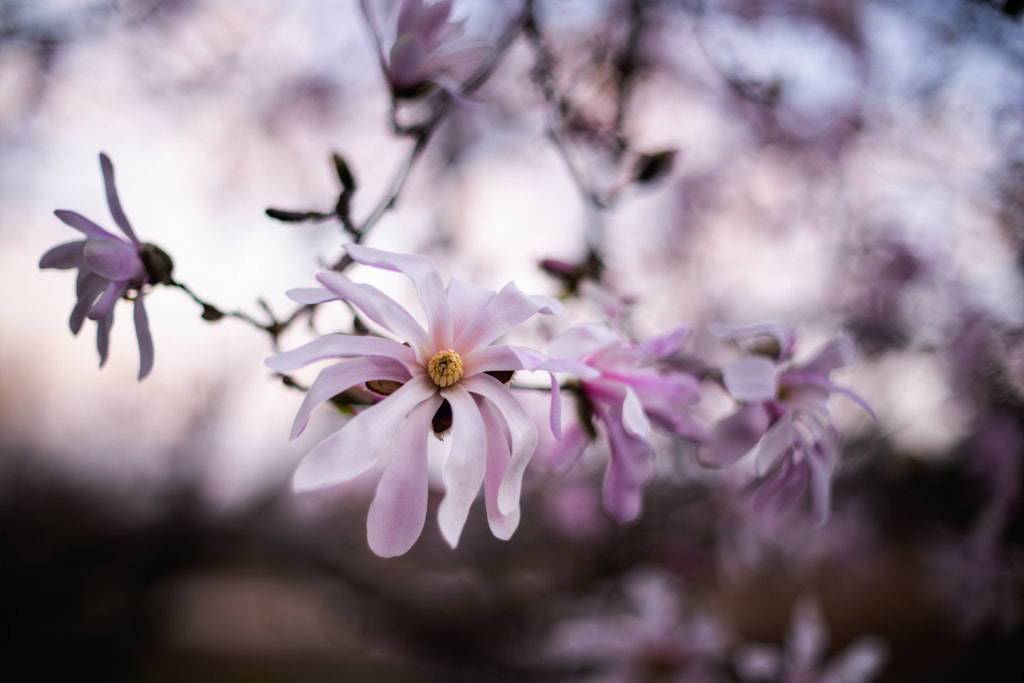 The fragility of Spring by Robert Pacheco / 500px