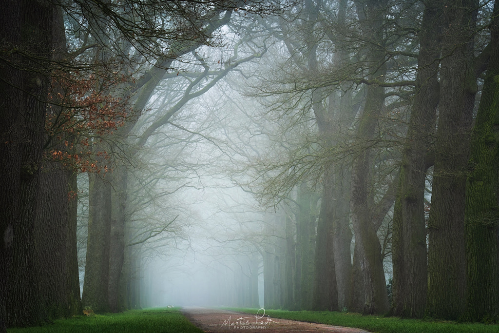 The trees will guide you by Martin Podt / 500px