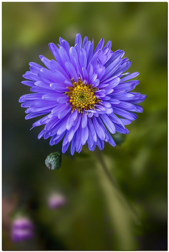 Simple Flower Photography. by Dragan Stojkovic / 500px