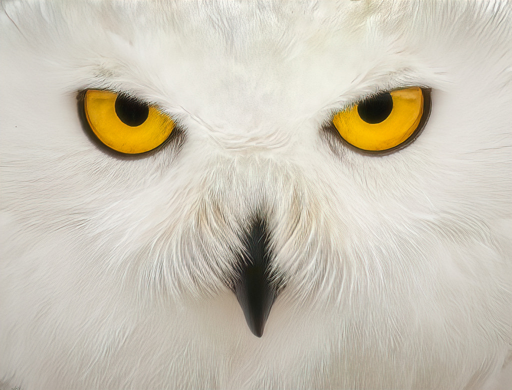 The Eyes Of A Snowy Owl by Chuck Rowe / 500px