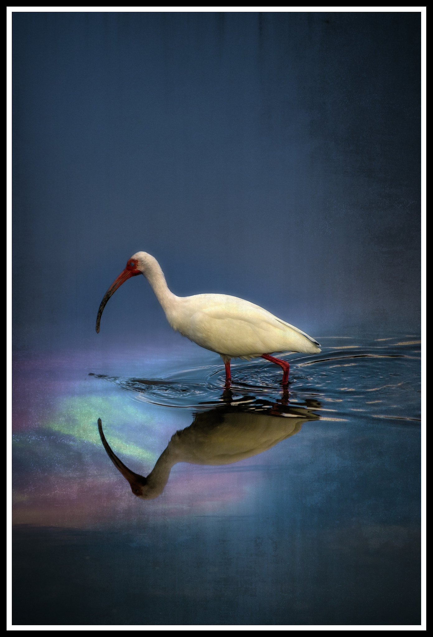 My Florida Birds curated by Eddie Alcorne / 500px