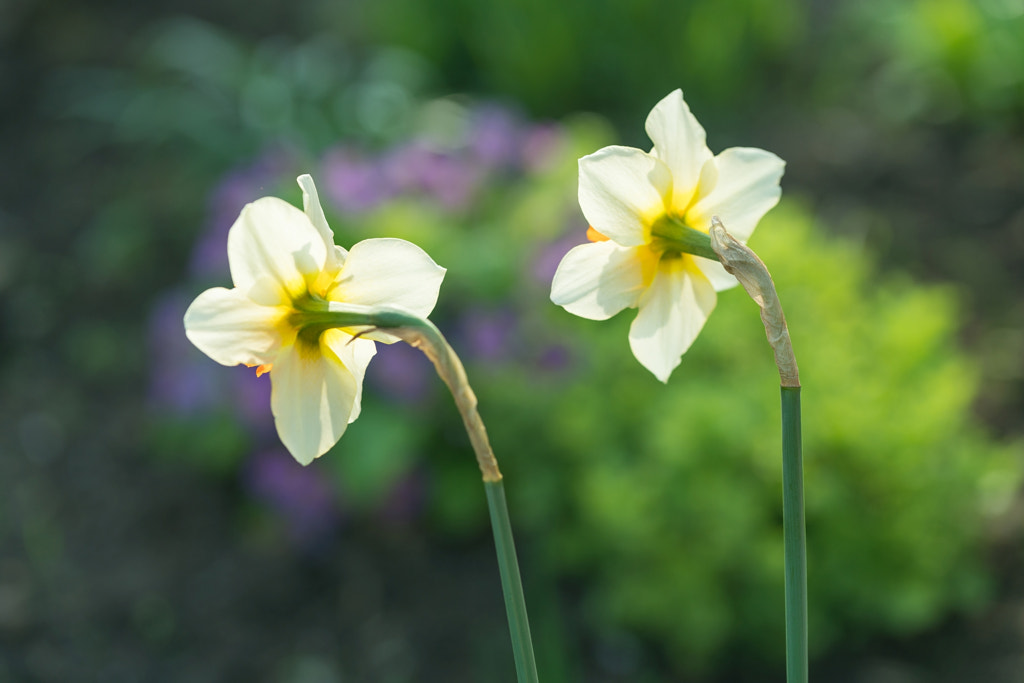 Welcome Spring (Trumpet Daffodils) by Cem Ece / 500px