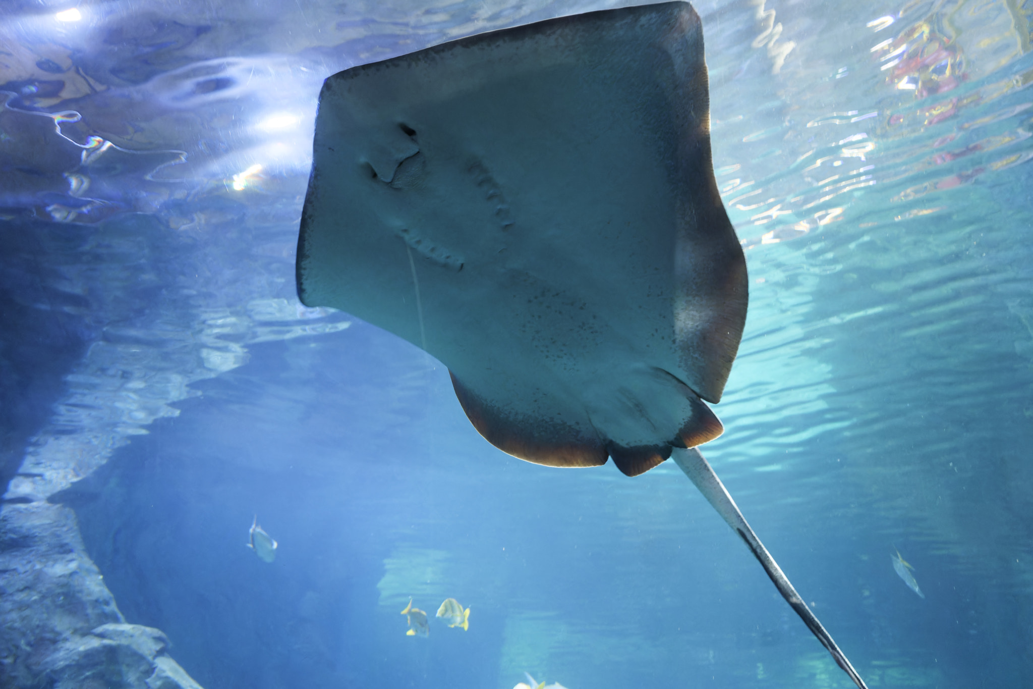 stingray Smile in the water by William J Phillips JR / 500px