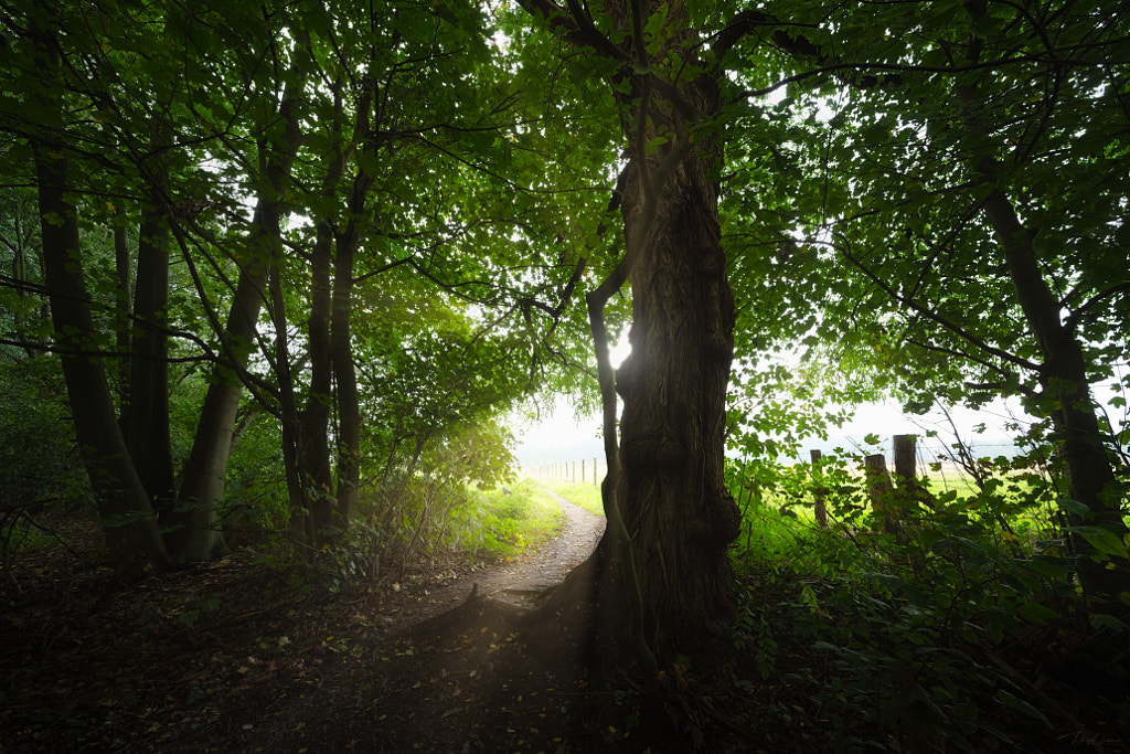 Forest exit by Philip Opdebeeck / 500px