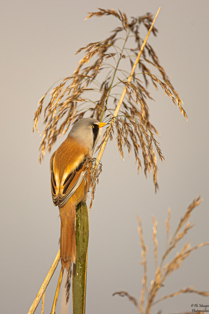 Panure a moustaches by philippe Mauger / 500px