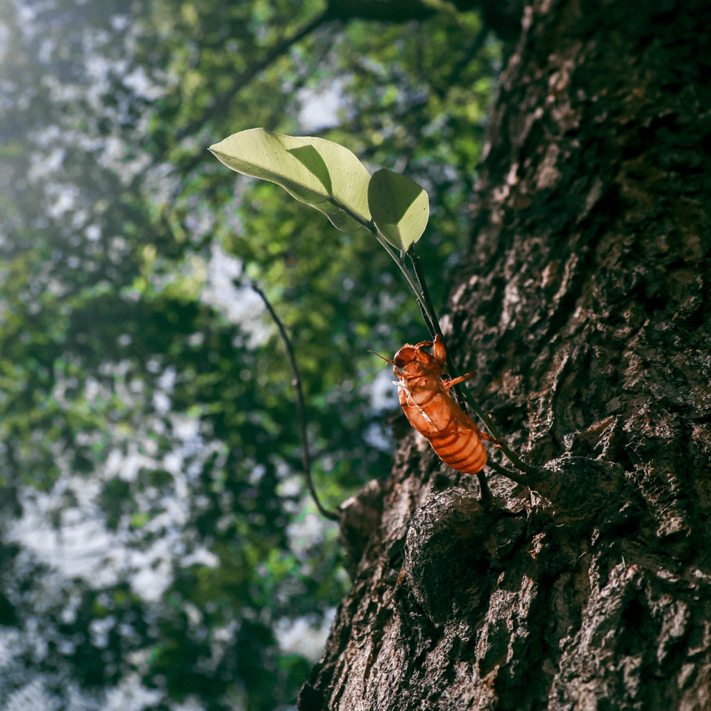 Cicada carcass by Ngoc Vu Anh / 500px