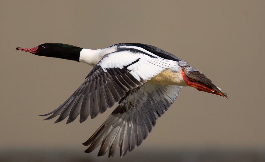 Close-up Mergie flying against clear sky by Timothy Fairley / 500px