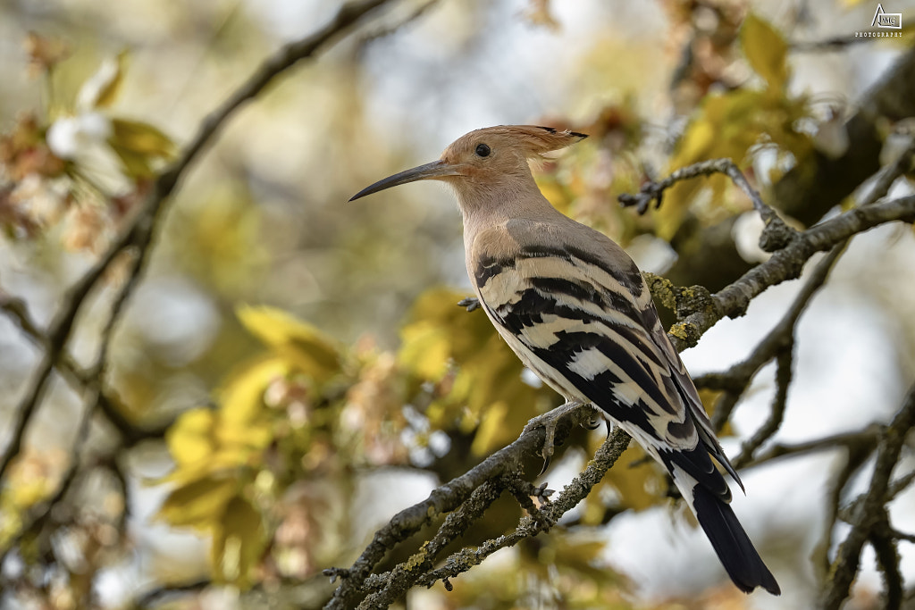 Upupa Comune 5.0 by Gerlando Montante / 500px