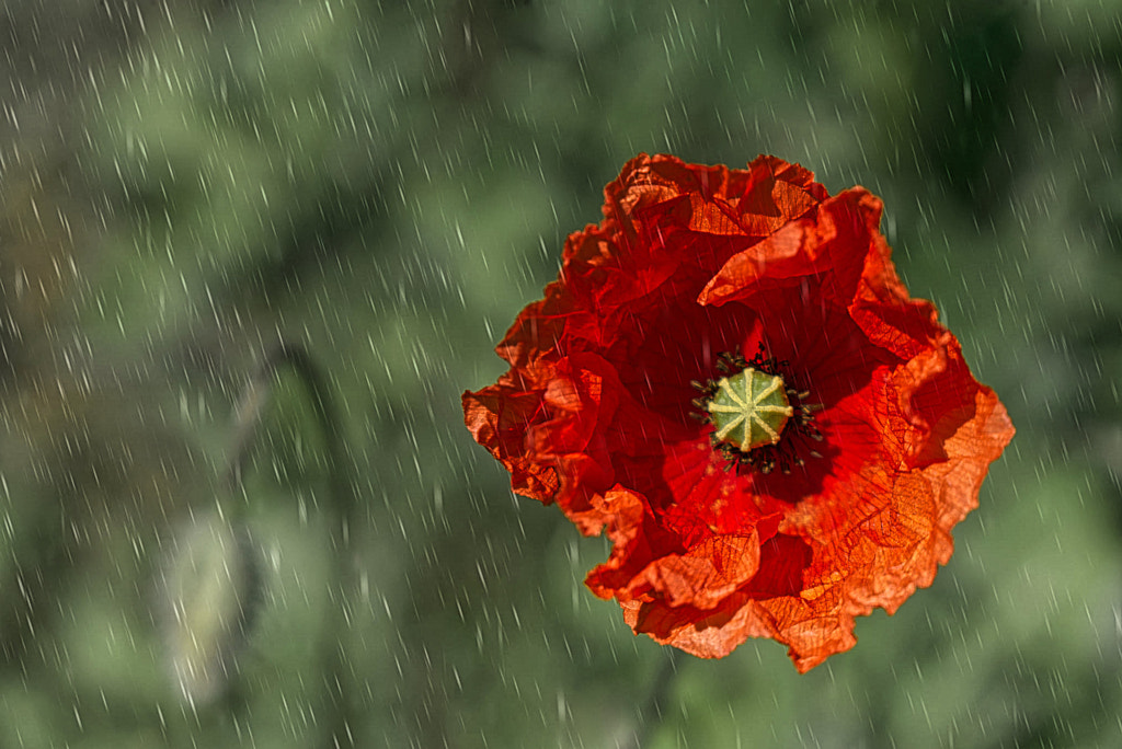 Close-up of red poppy flower by Bert Seinstra / 500px