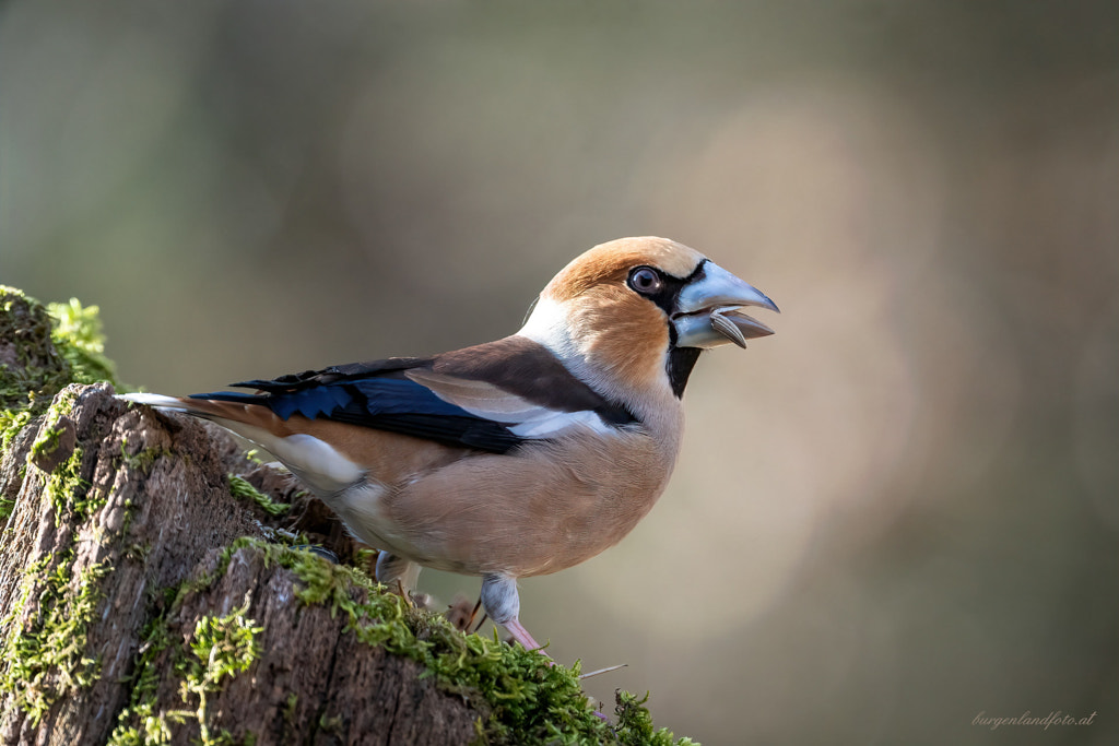 Kernbeisser by Bernhard Lagler / 500px