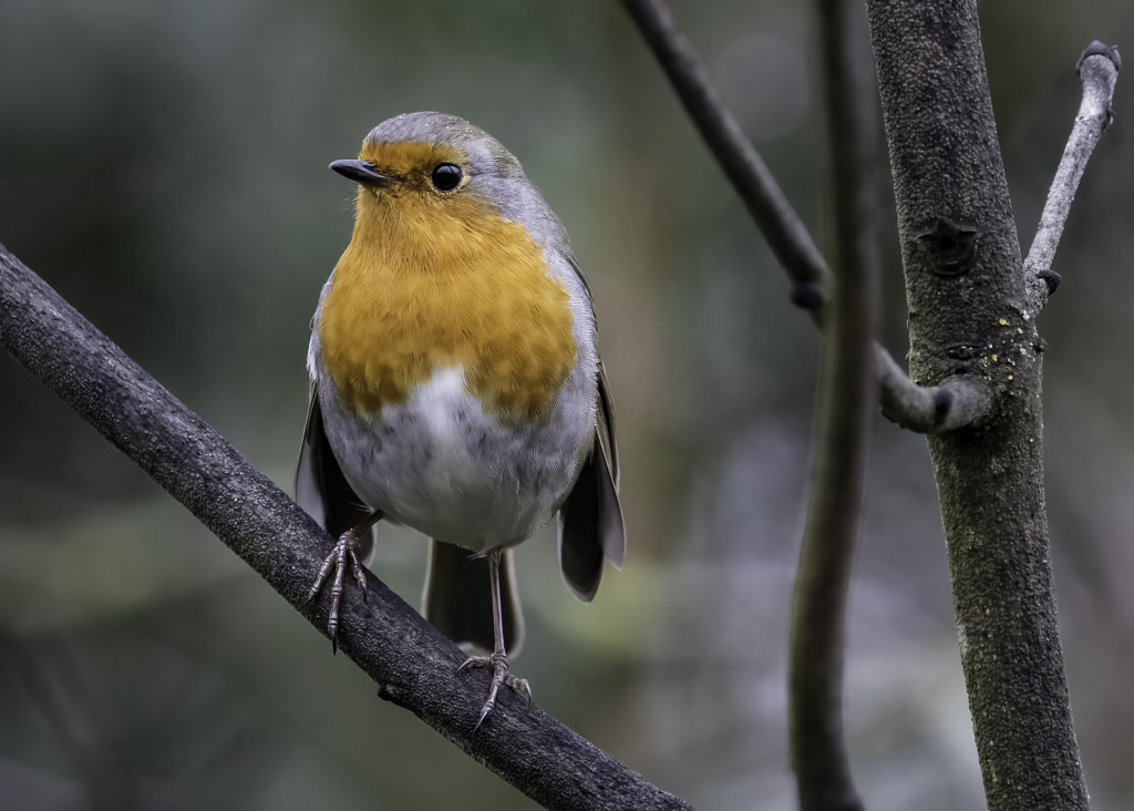 _35A8052-robin by Mark Strain / 500px