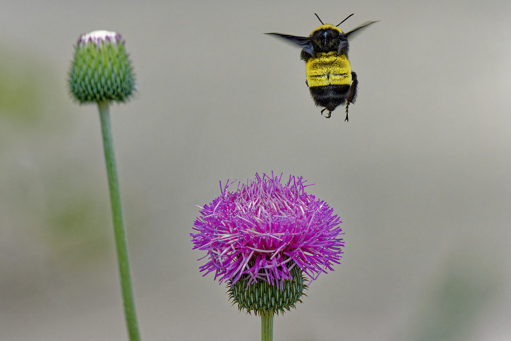Bee Leaving Flower by Ken Stevenson / 500px