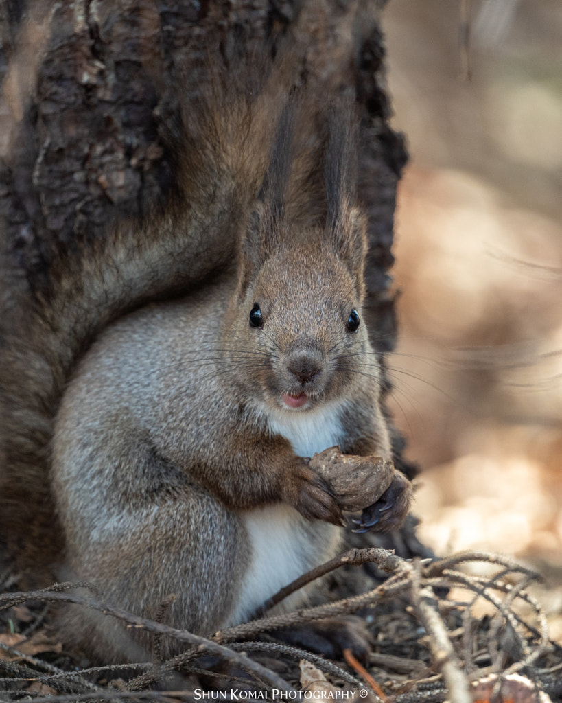 Ezo Red Squirrel in spring by shun komai / 500px
