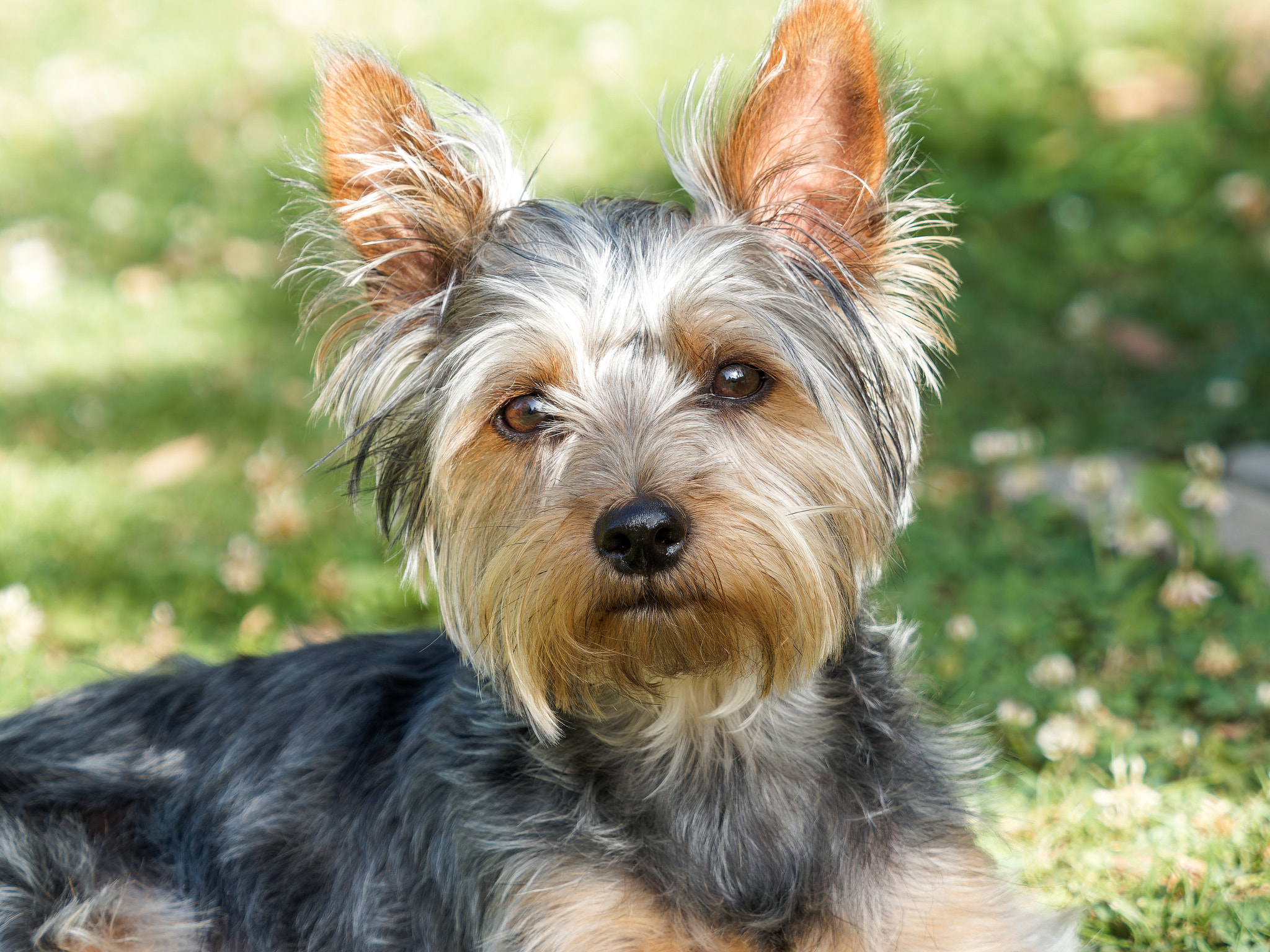 Yorshire terrier fait la pause devant le photographe by Marc Benedetti ...