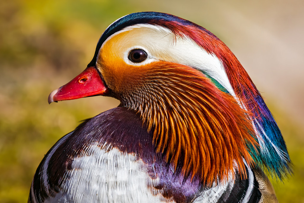 Mandarin Duck (57936) by daniele nobile / 500px
