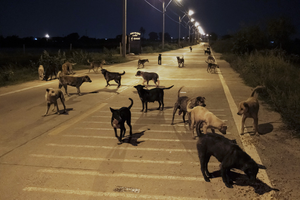 Stray Dog Alley by Masayuki Saito / 500px