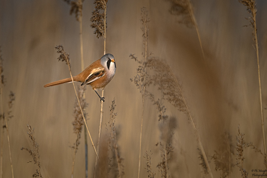 Panure by philippe Mauger / 500px