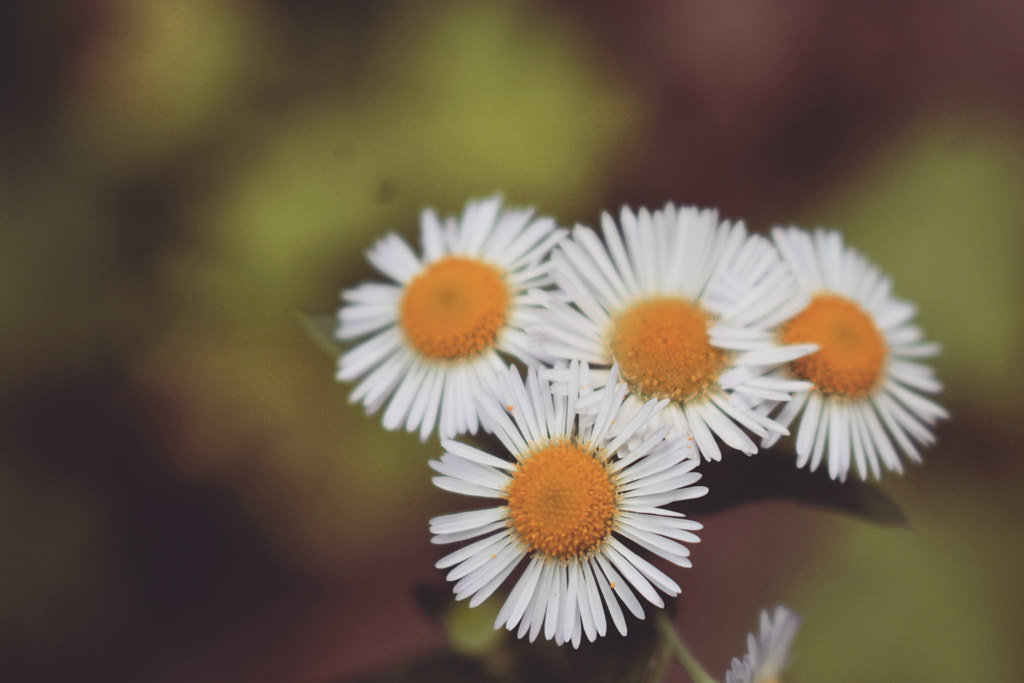 Daisies In May by Ashley Feimster / 500px