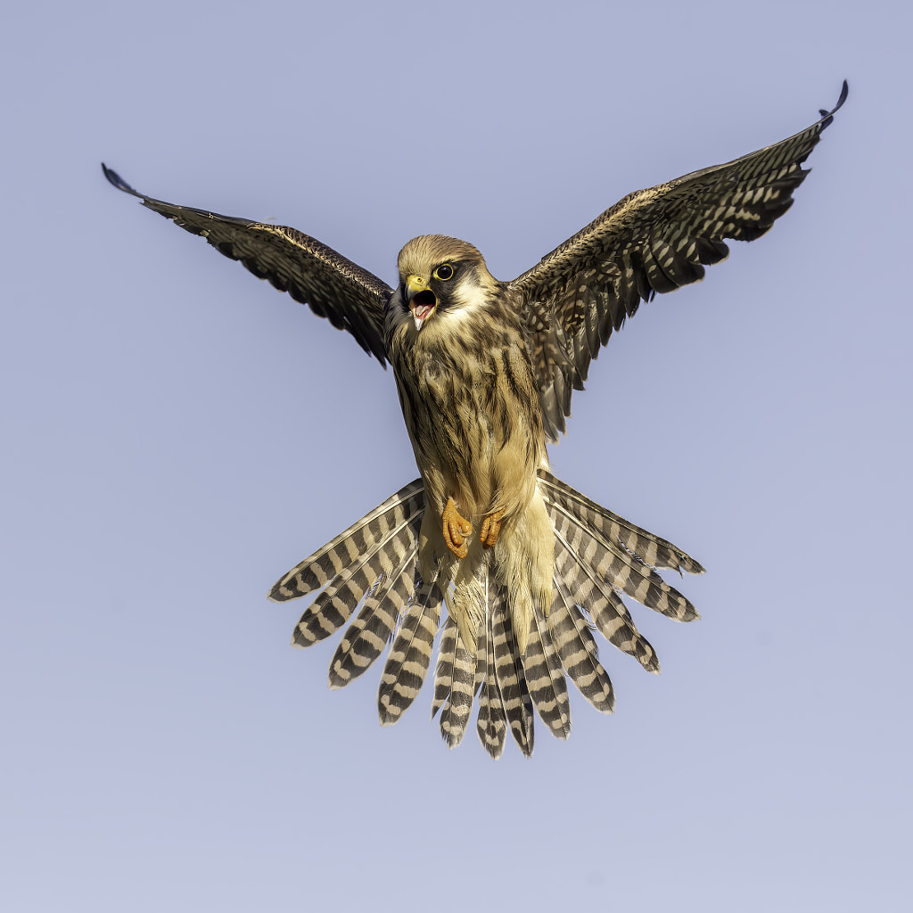 Red footed falcon (c) by eddy helsen / 500px
