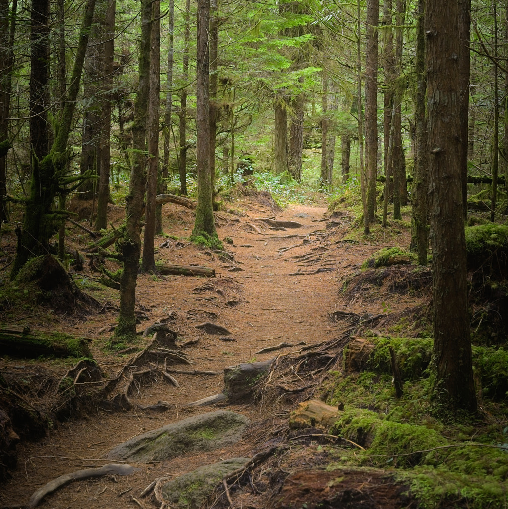 Forest Trail by David Barkman / 500px