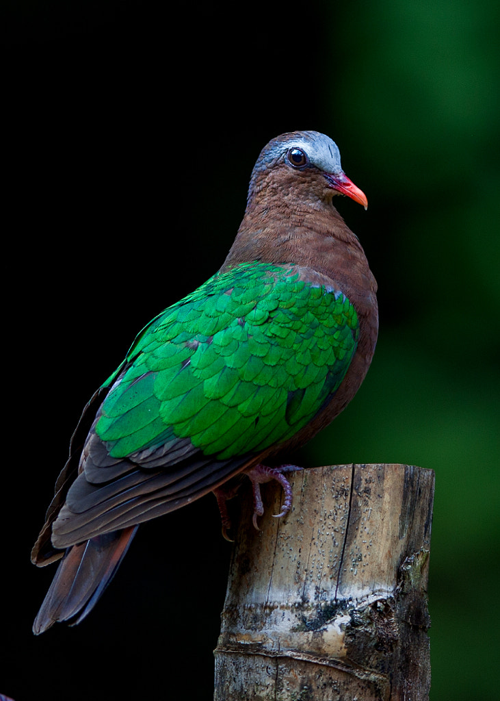 Emerald dove by Dr Mayank Shah / 500px