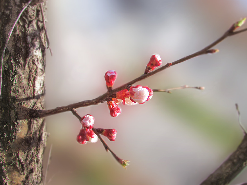 Spring surprise by Olga Ostojic / 500px