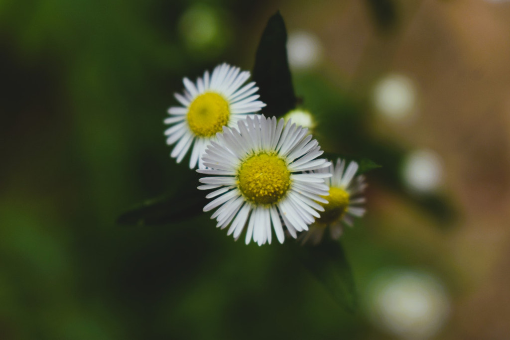 Daisy Bloom by Ashley Feimster / 500px