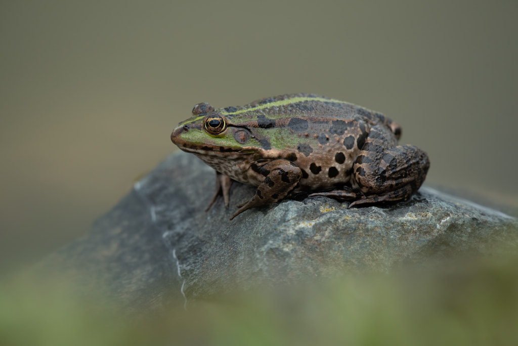 Kermit the Frog by CroSoldier Photography / 500px