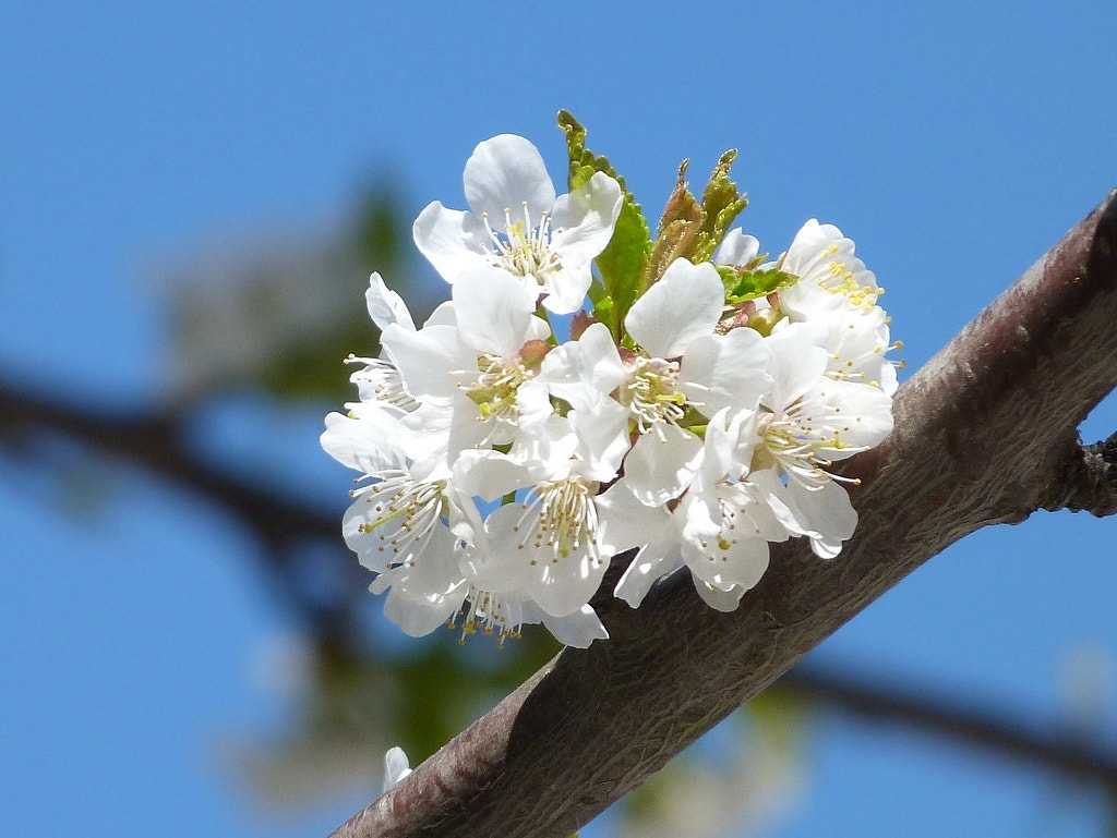 Spring beauty by Ellen M / 500px