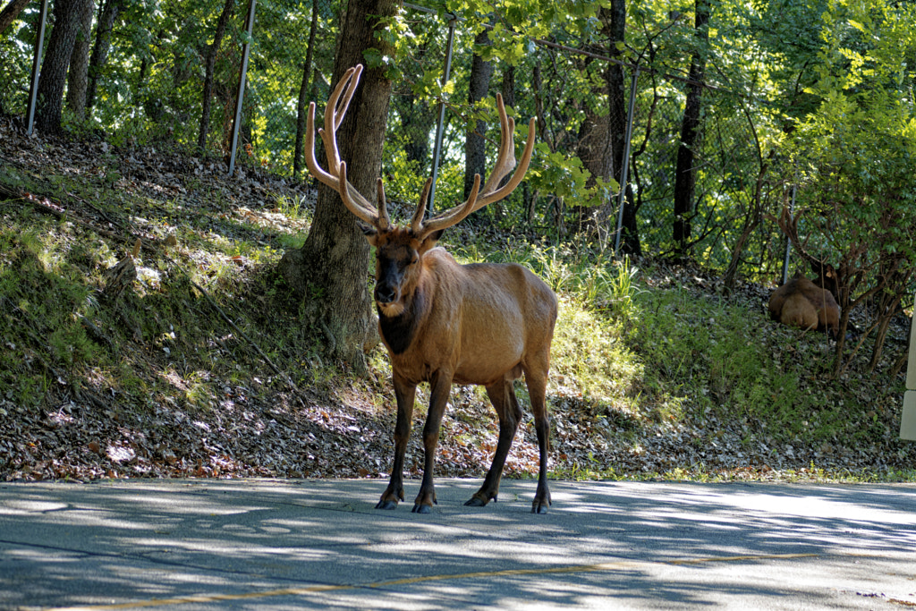 Portrait of ELK standing on road in forest by William J Phillips JR / 500px