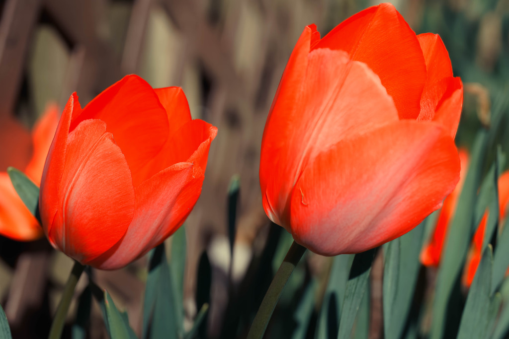 Close-up of red tulip by William J Phillips JR / 500px