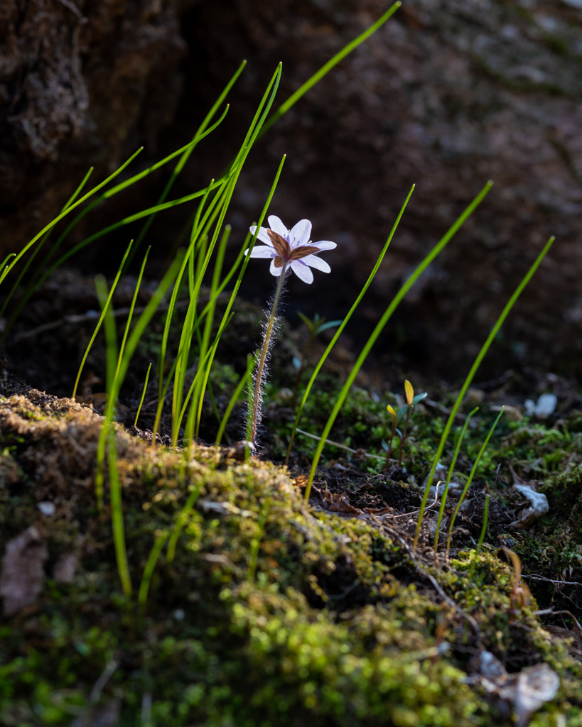 Hepatica flower in secret garden by Codewalker / 500px