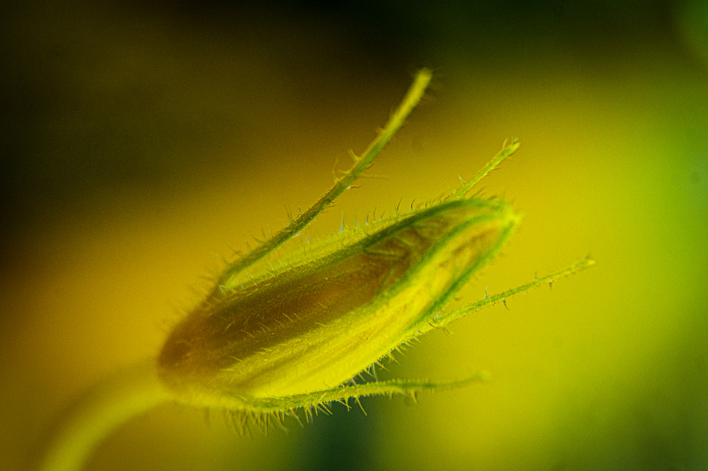 Flor de zapallo by Fernando Galvez / 500px