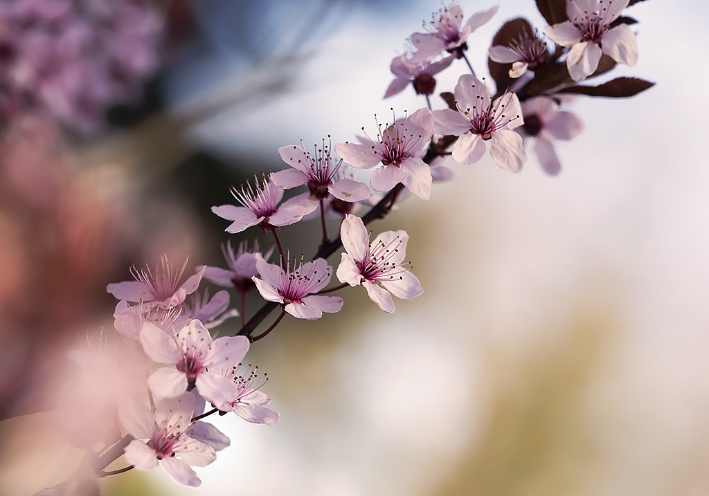 Springtime by Mycatherina / 500px