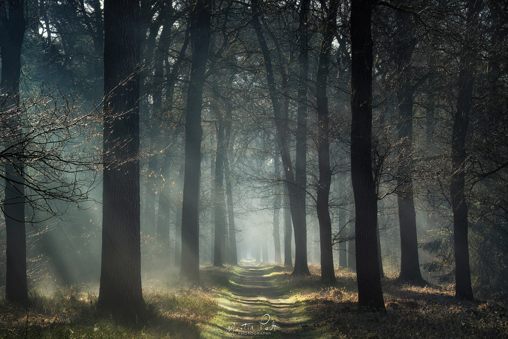 Magical morning by Martin Podt / 500px