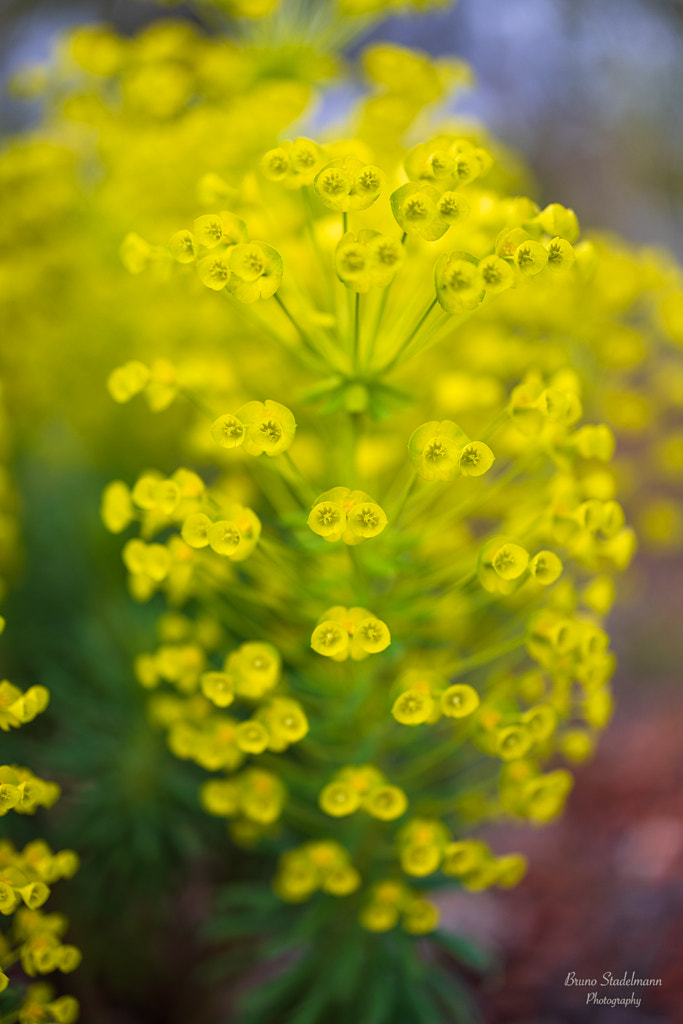 Nature's Eyes by Bruno Stadelmann / 500px