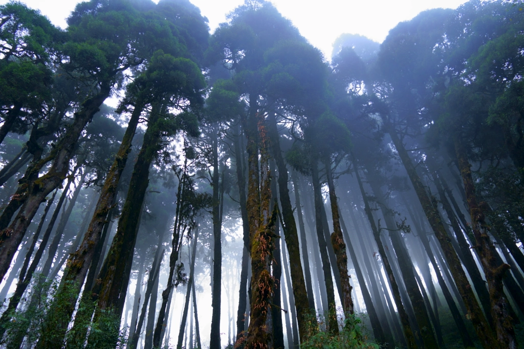 Cloud in between Pine forest by Sudip Mitra / 500px