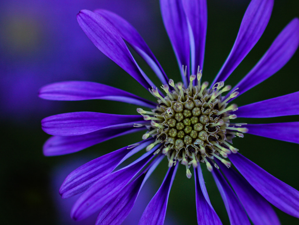 Flower by Josh Campbell / 500px