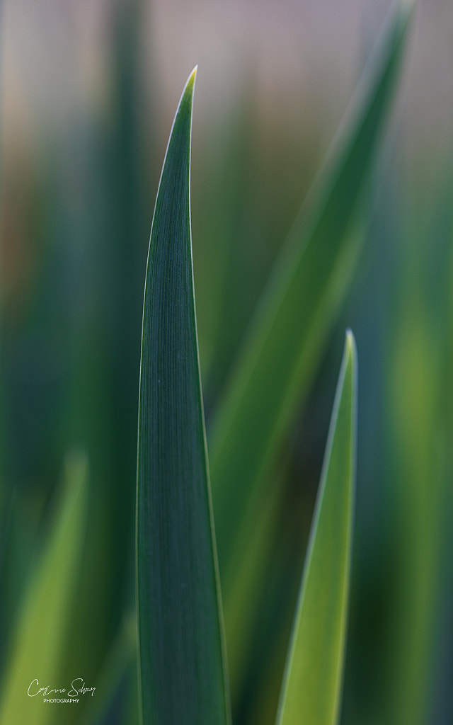 The different shades of Spring by Corinne Schär / 500px
