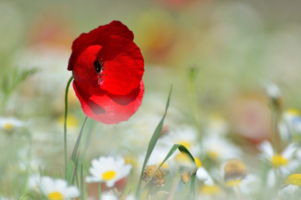 poppy by Sultann / 500px
