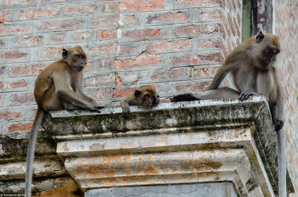 Morib Beach Monkeys by Ameerul Amde / 500px