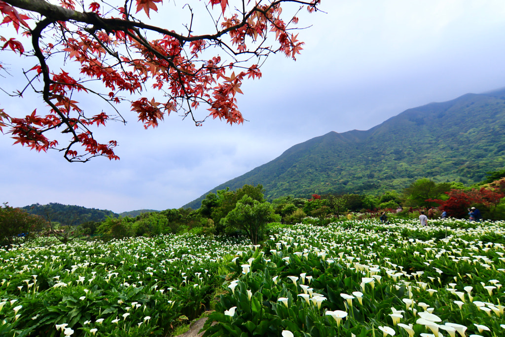 Spring in Yangmingshan National Park by Helen Liao / 500px