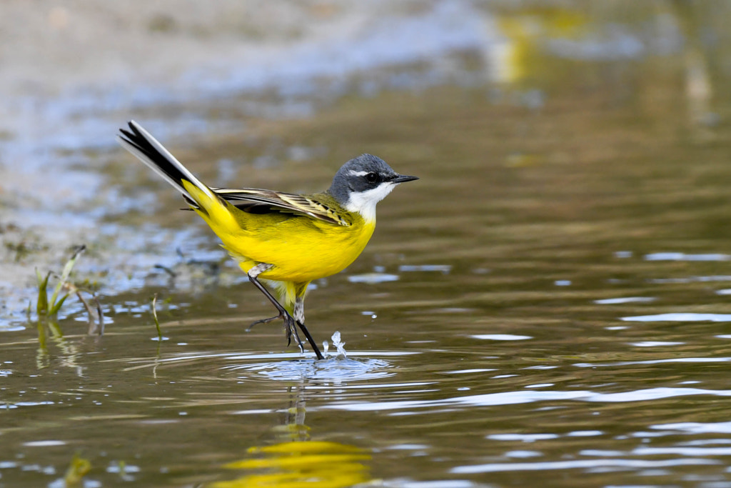 Motacilla iberiae by Magi Franquesa / 500px
